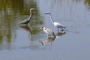Fischreiher – Lebensweise Und Alle Maßnahmen